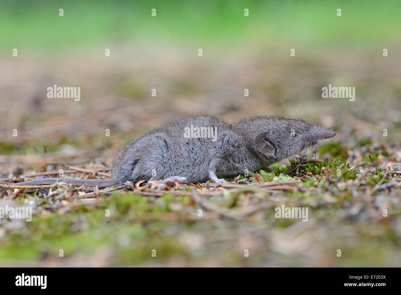Lesser white toothed shrew hi-res stock photography and images - Alamy