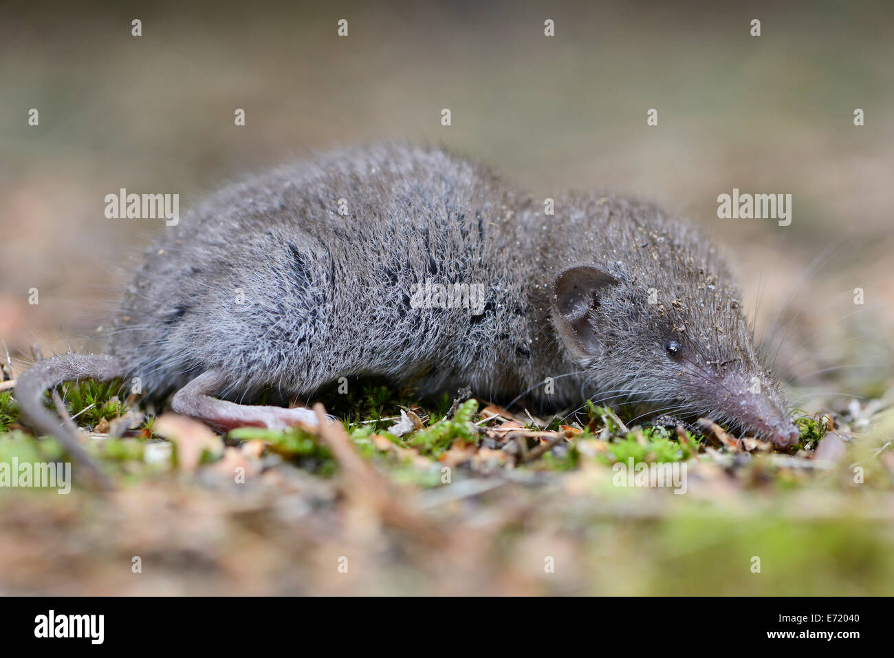 Lesser white-toothed shrew (Crocidura suaveolens), Emsland, Lower ...