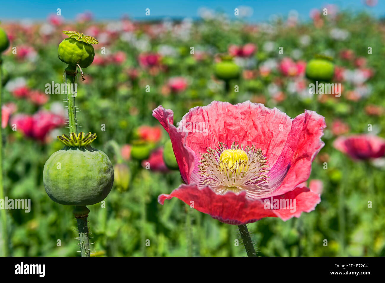 Opium Poppy (Papaver somniferum), flower and flower buds Stock Photo ...