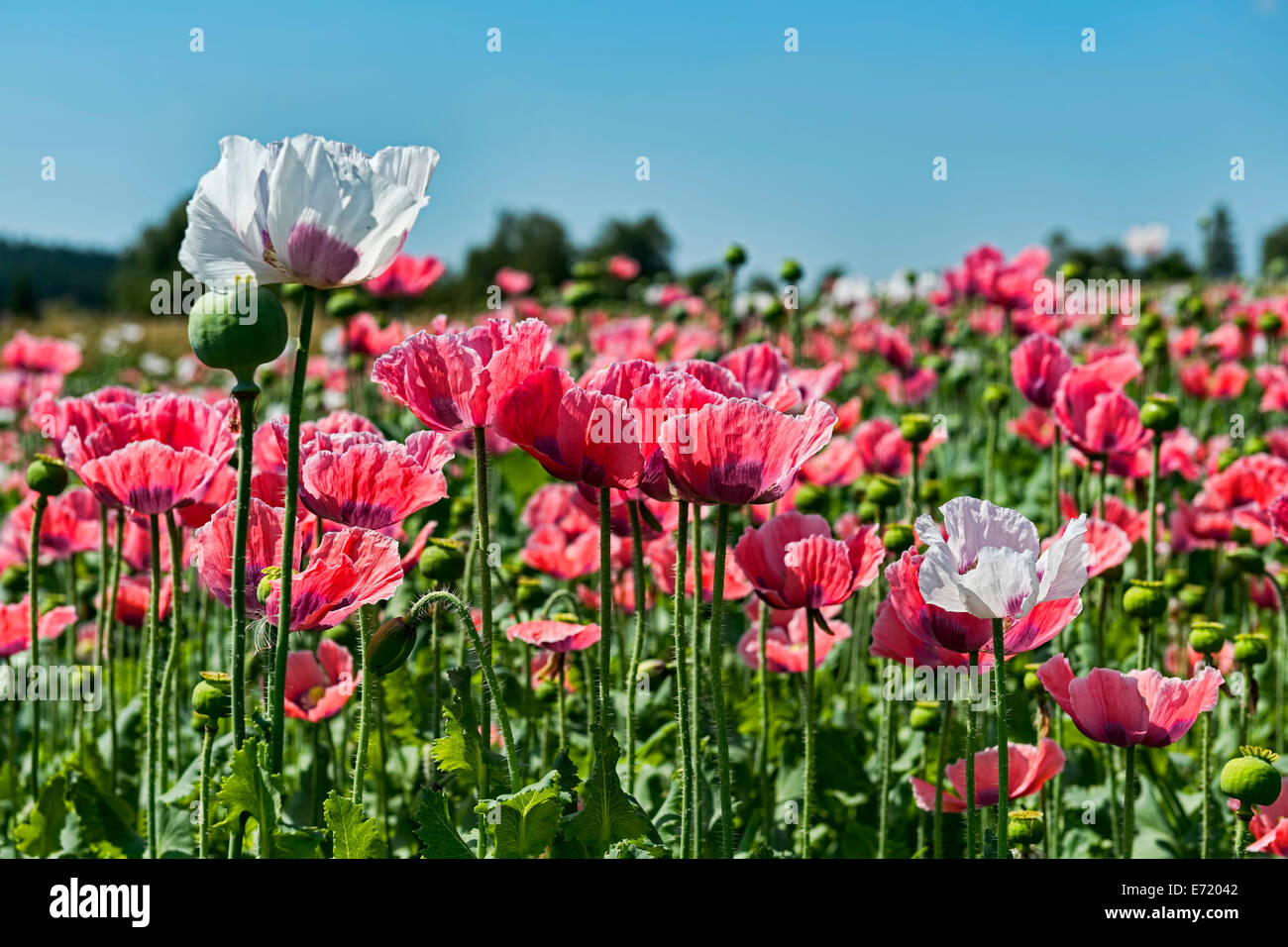 Opium Poppy (Papaver somniferum), flowers and flower buds Stock Photo ...