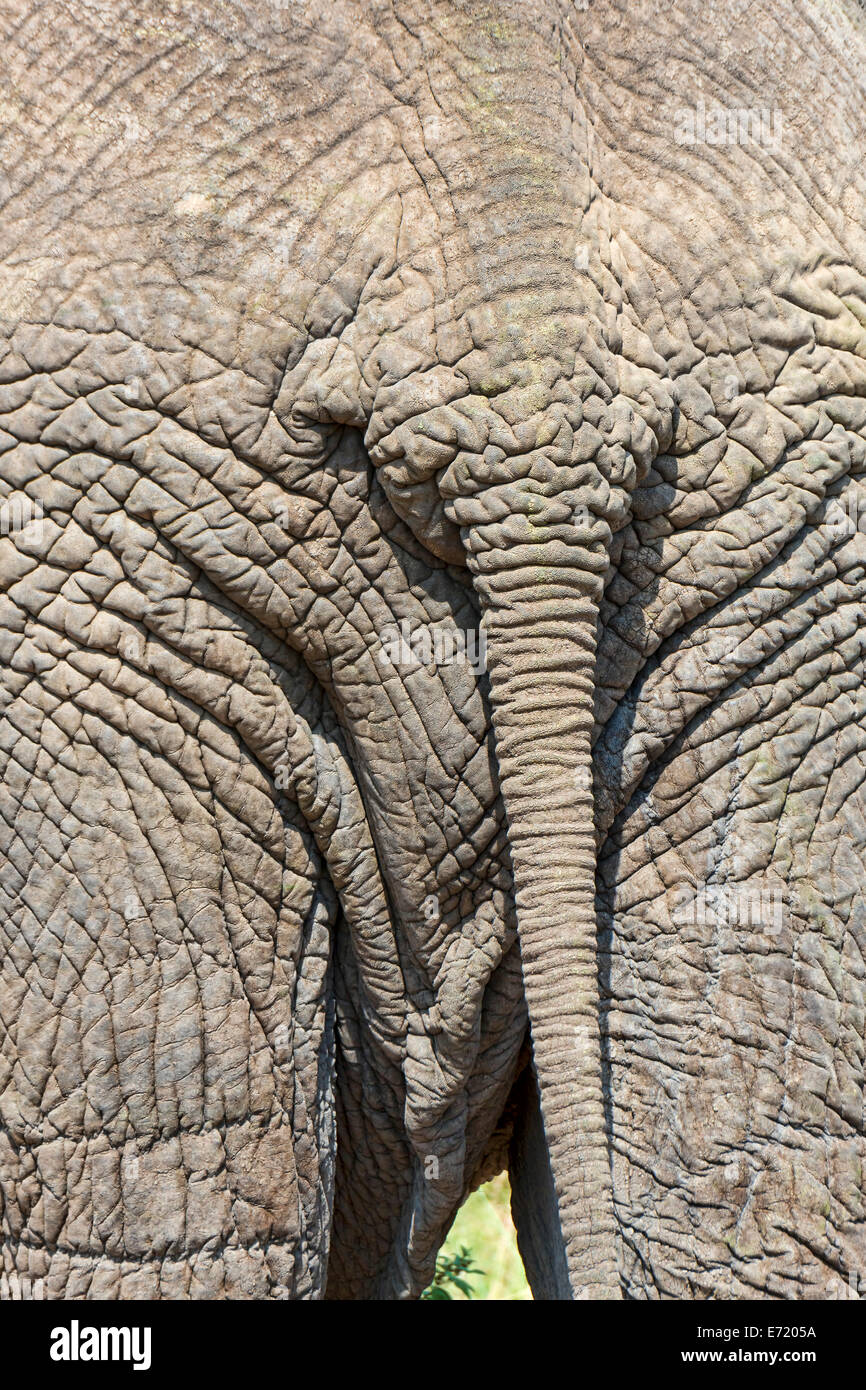 African Elephant (Loxodonta africana), rear view, Maasai Mara National ...