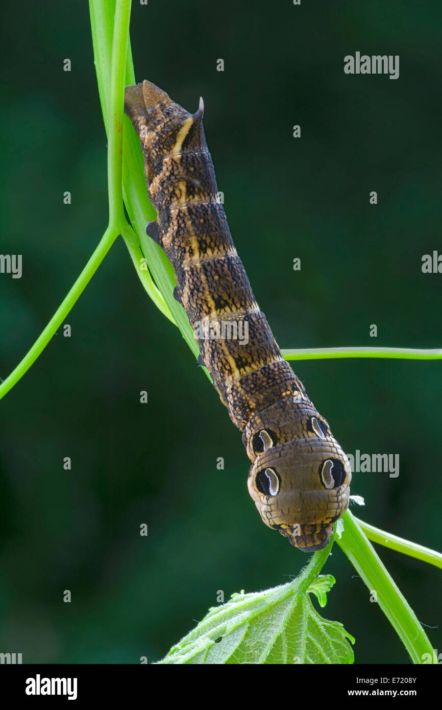 Elephant Hawk-moth (Pergesa elpenor, Deilephila elpenor), caterpillar ...