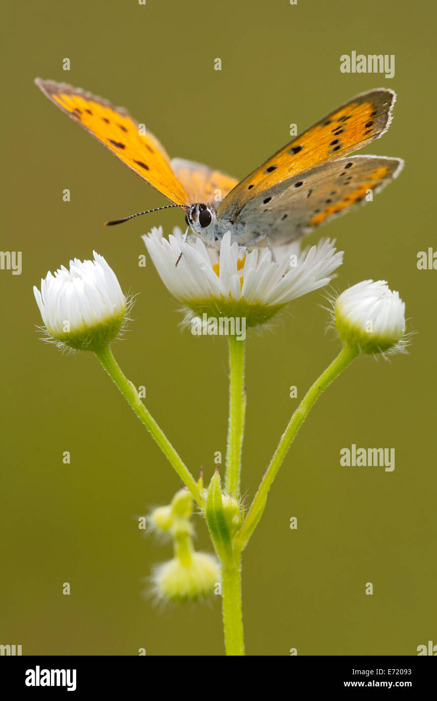 Lycaena Dispar High Resolution Stock Photography and Images - Alamy