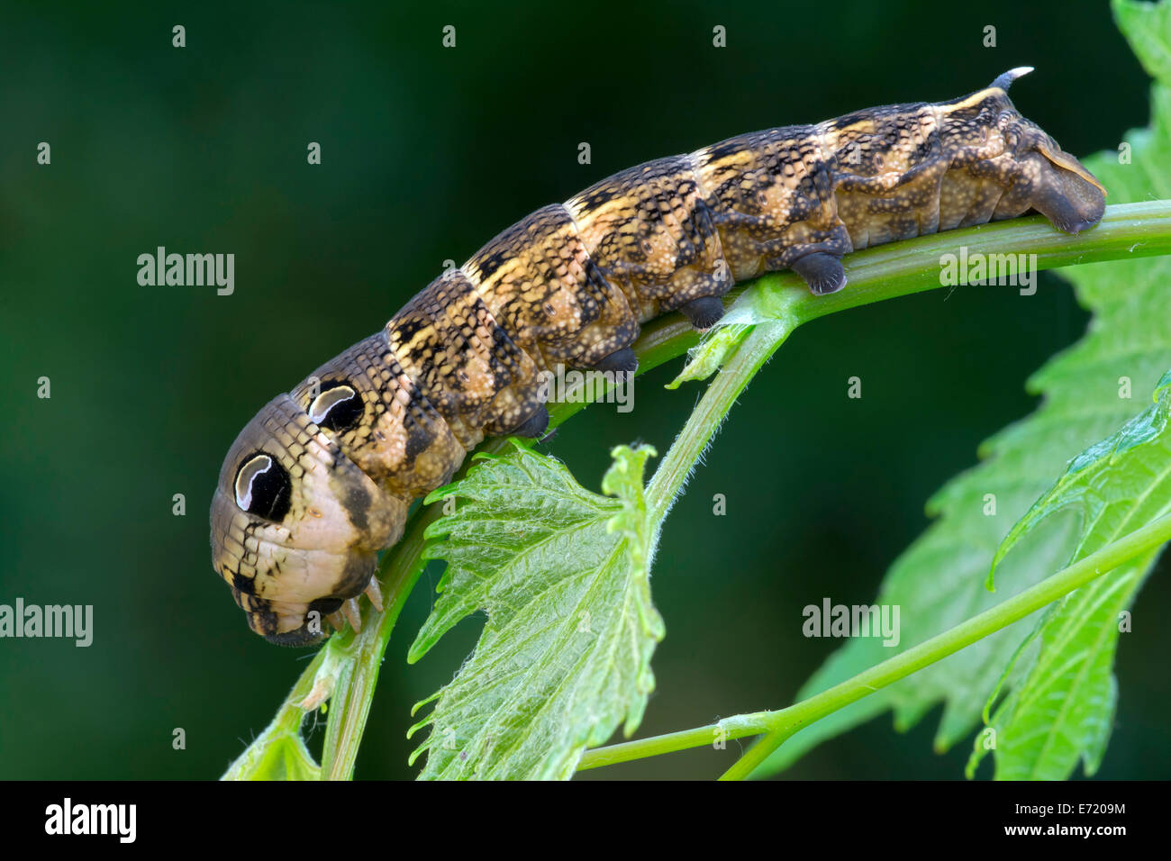 Elephant Hawk-moth (Pergesa elpenor, Deilephila elpenor), caterpillar ...