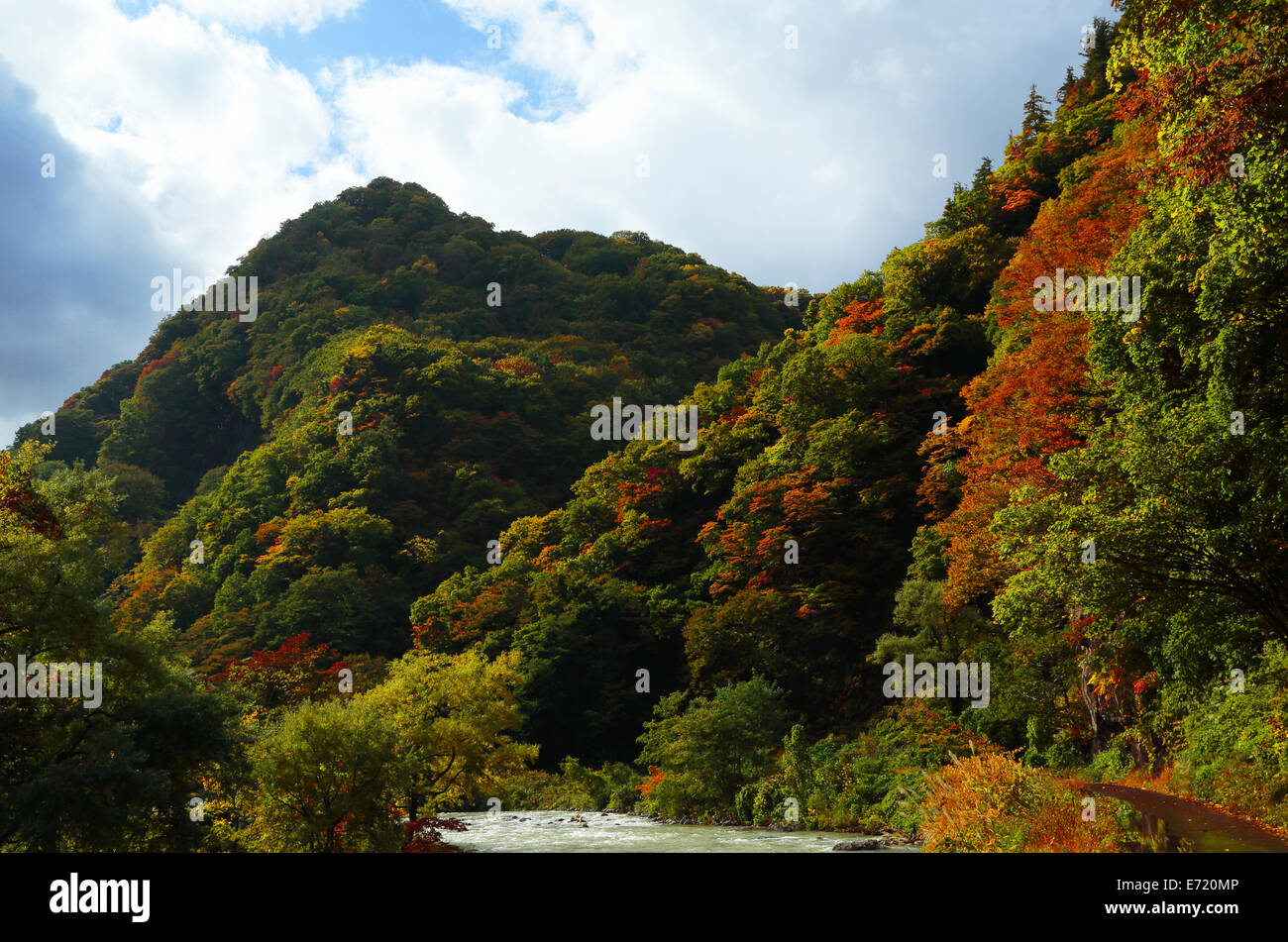 Beech tree wood in fall at Shirakami Sanchi region of Akita Prefecture ...