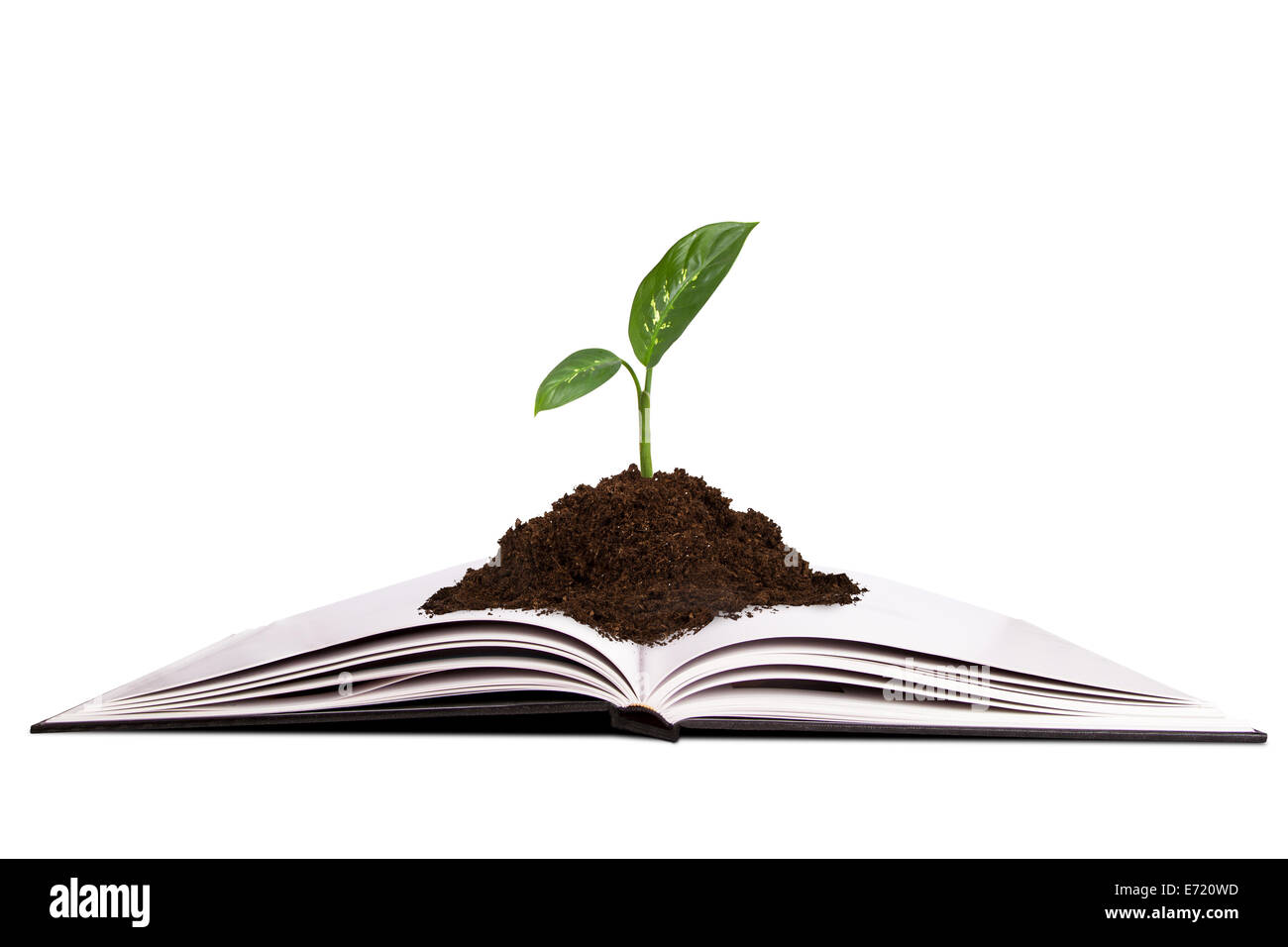 Nature plant in soil growing in book, isolated on white background ...