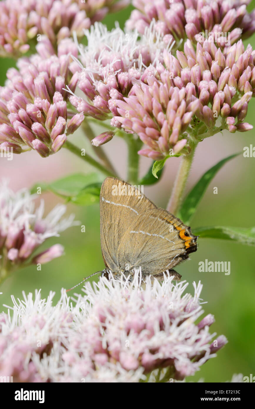 Satyrium w-album, White Letter Hairstreak Butterfly feeding on Hemp ...