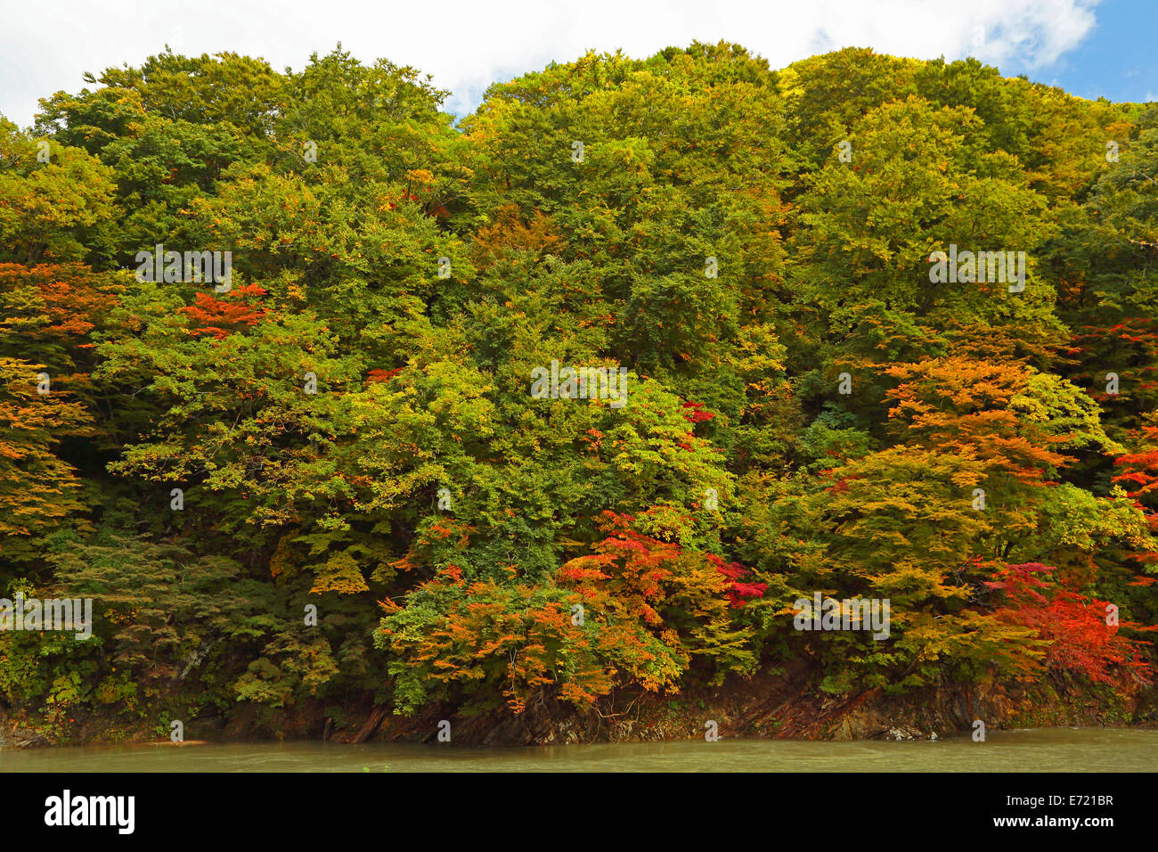Beech tree wood in fall at Shirakami Sanchi region of Akita Prefecture ...