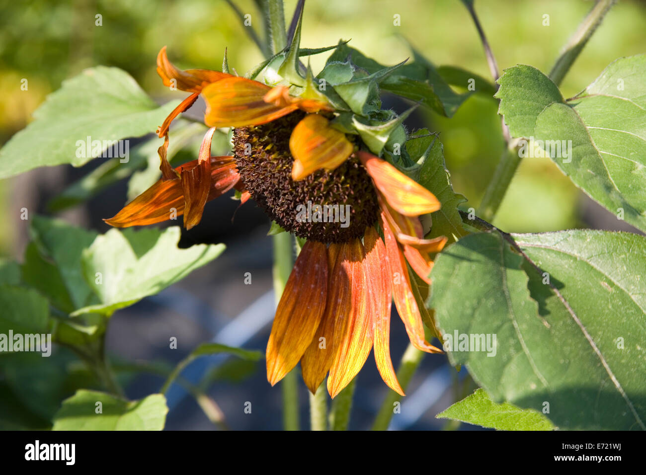 Sunflower red sun hi-res stock photography and images - Alamy