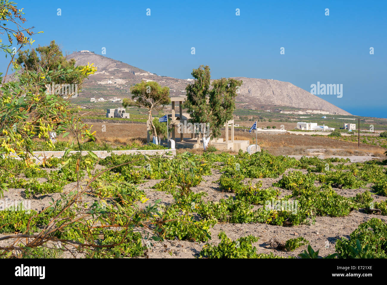 Santorini grape vines hi-res stock photography and images - Alamy