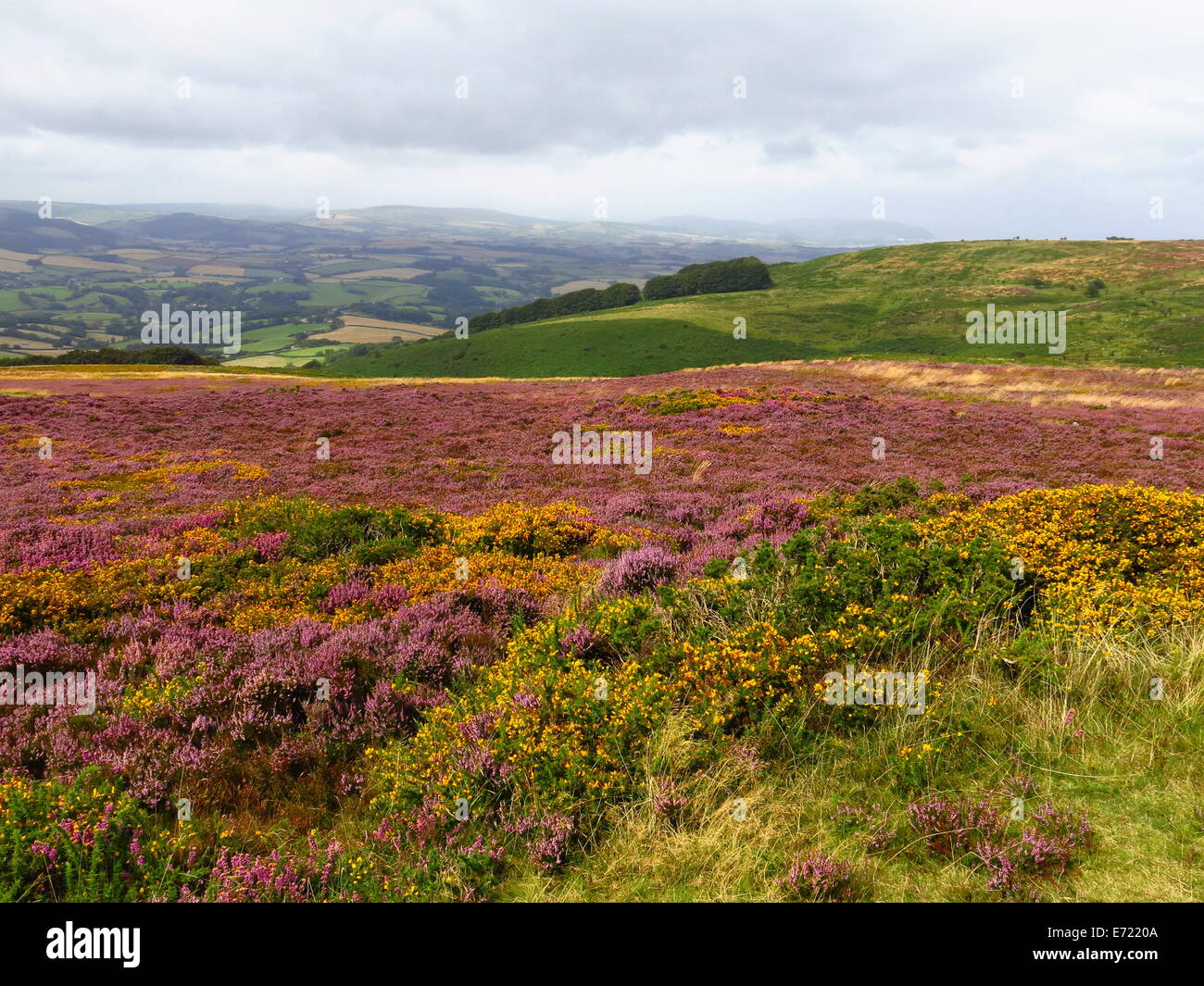 Heather on hills hi-res stock photography and images - Alamy