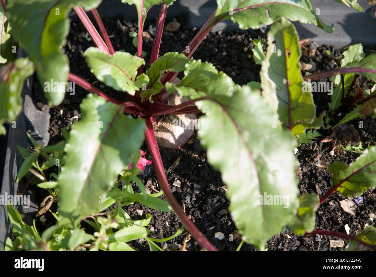 Growing Beetroot plant with leaves Stock Photo - Alamy