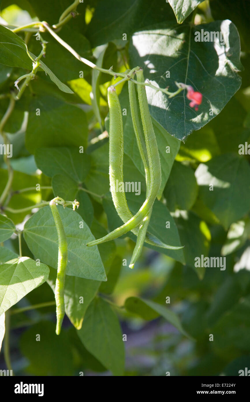 Climbing beans hi-res stock photography and images - Alamy