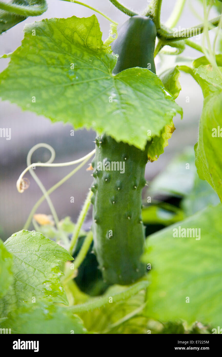 Cucumber on plant hi-res stock photography and images - Alamy