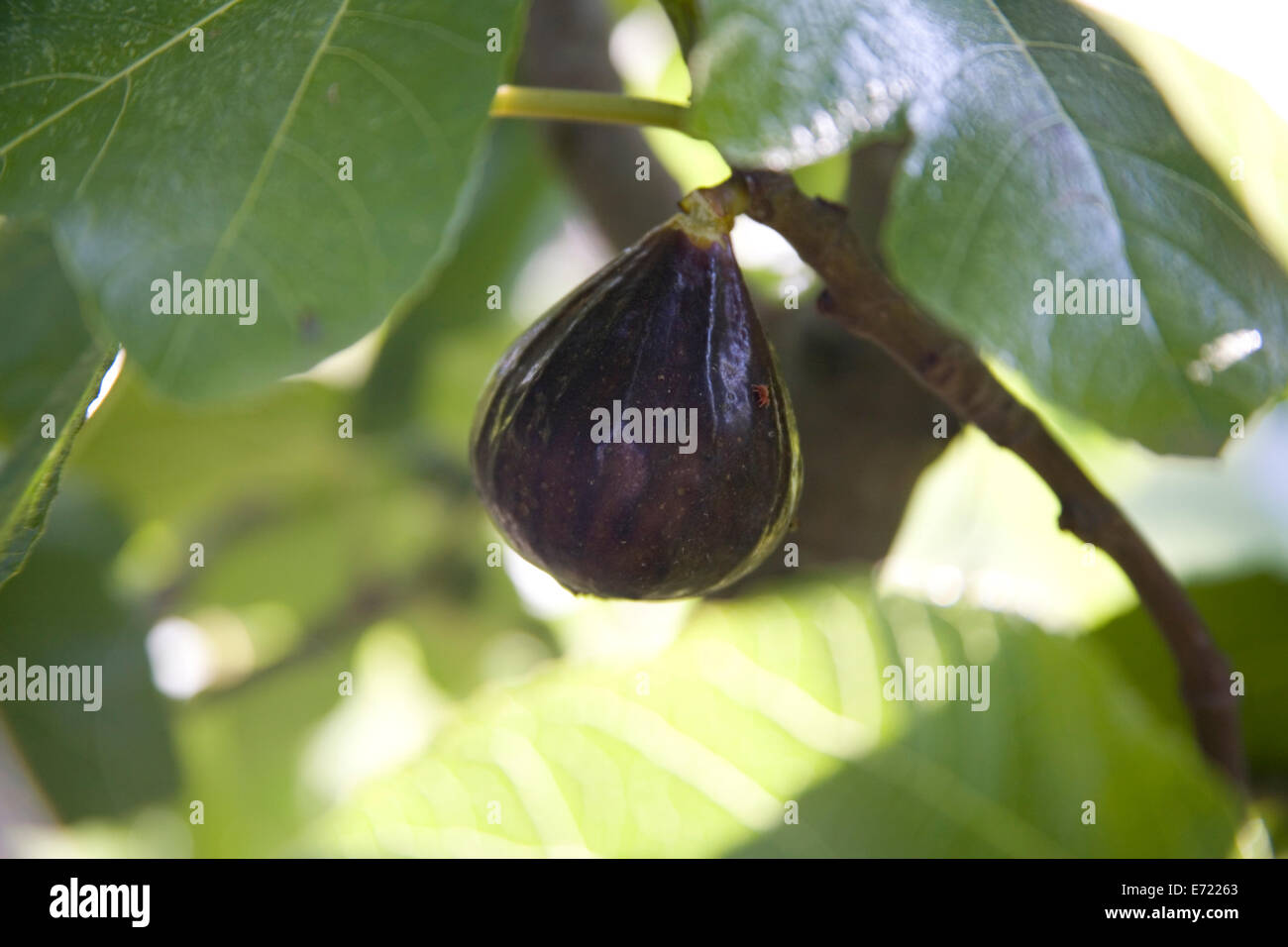 Fig tree fruit water hi-res stock photography and images - Alamy