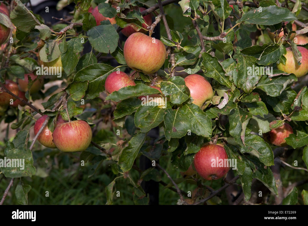 Apple Seed Soil High Resolution Stock Photography and Images - Alamy