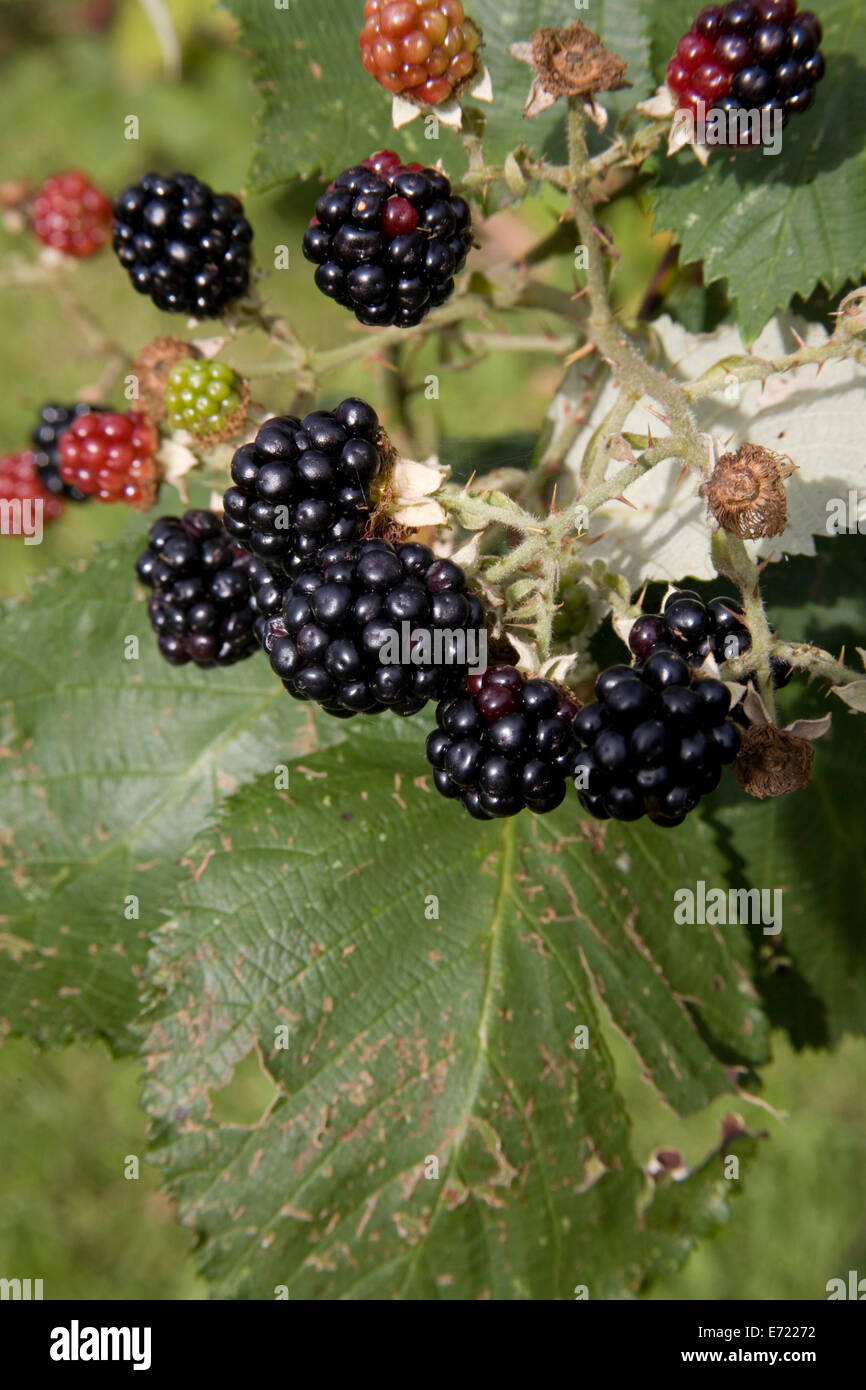 Grown for autumn berries hi-res stock photography and images - Alamy