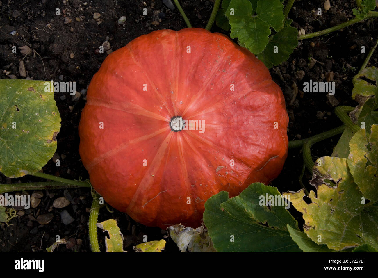Growing at allotment hi-res stock photography and images - Alamy