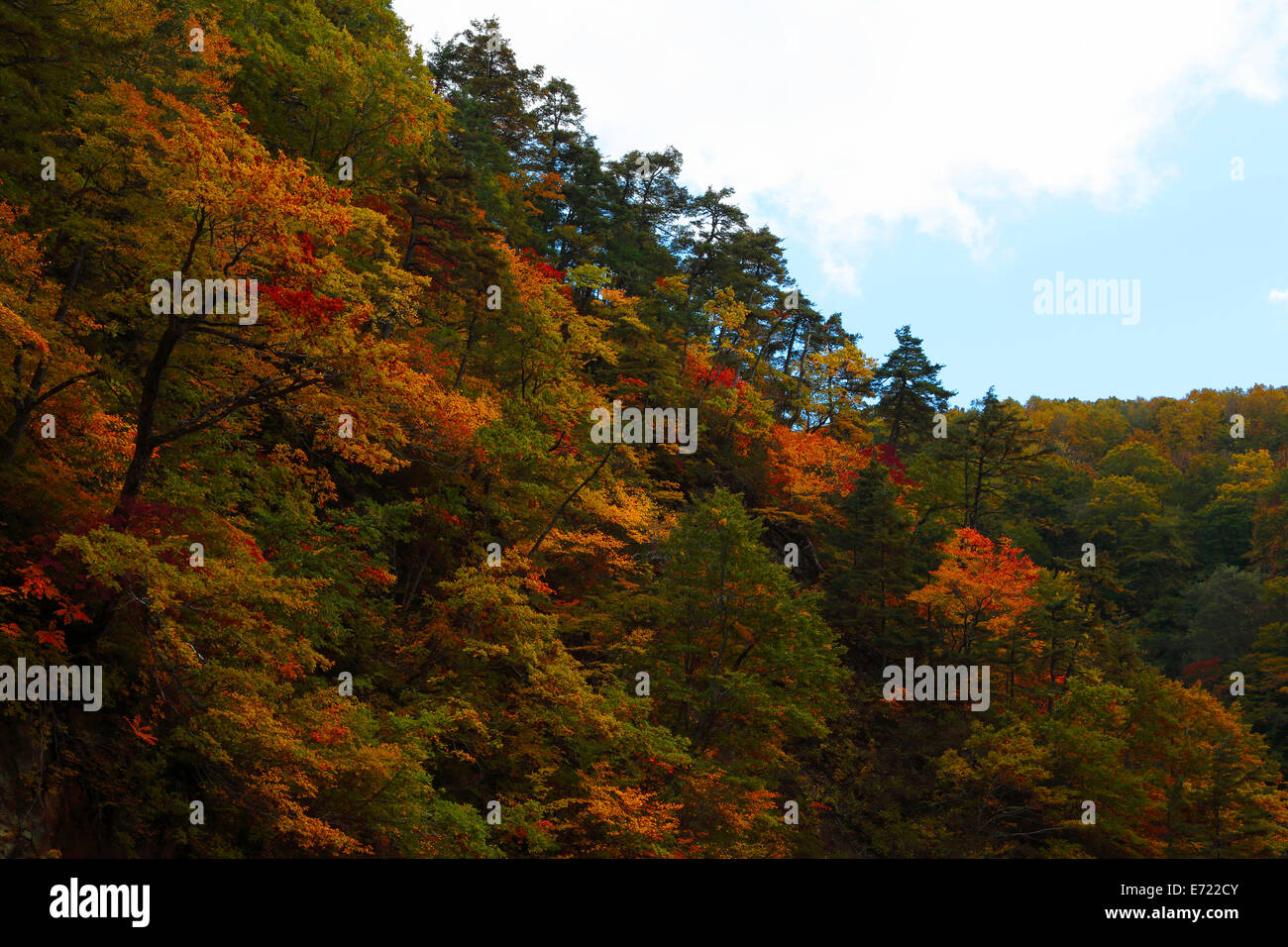 Beech tree wood in fall at Shirakami Sanchi region of Akita Prefecture ...