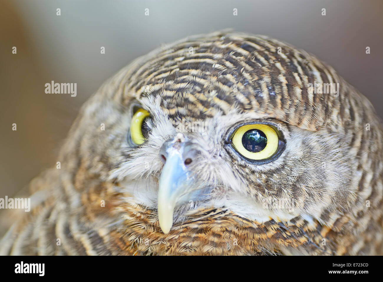 Brown bird, Asian Barred Owlet (Glaucidium cuculoides), face profile ...