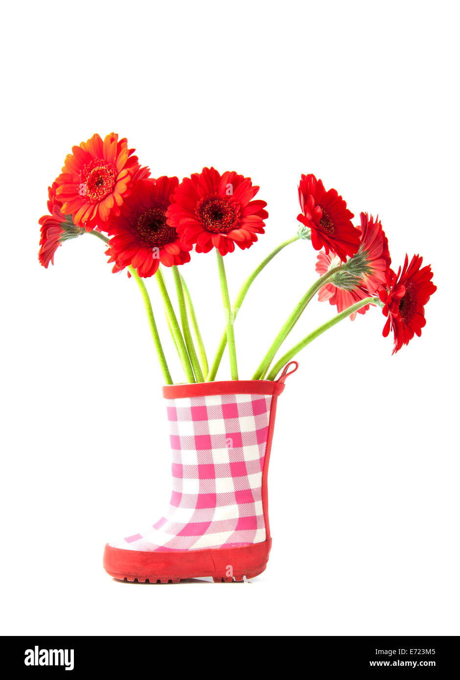 Bunch of red gerbera's in chequered boot over white Stock Photo - Alamy