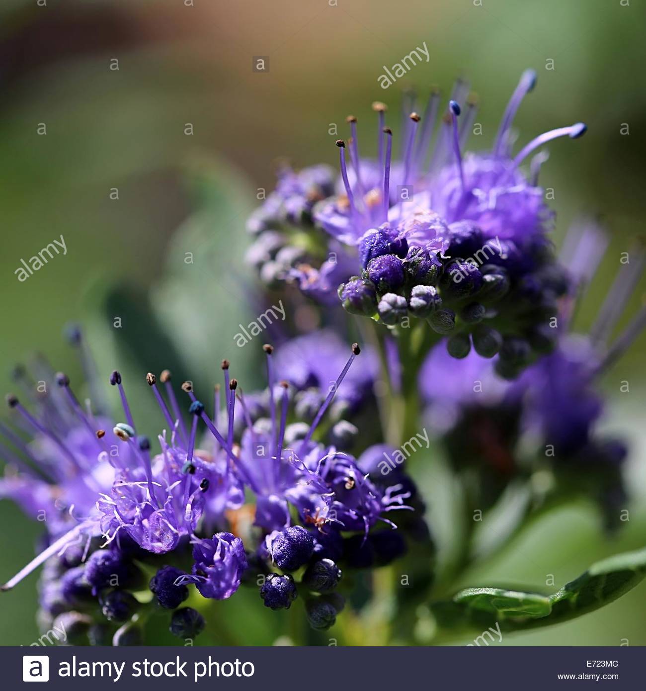 BLUE SPIREA FLOWERS, in South West France Stock Photo - Alamy