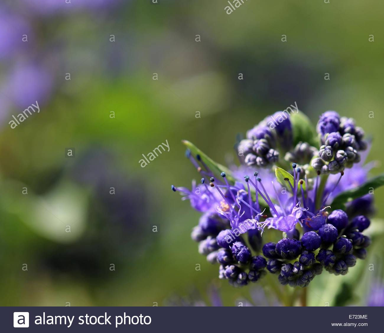 BLUE SPIREA FLOWERS, in South West France Stock Photo - Alamy