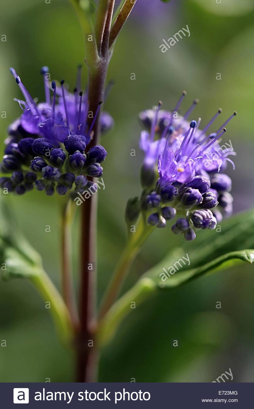 BLUE SPIREA FLOWERS, in South West France Stock Photo - Alamy