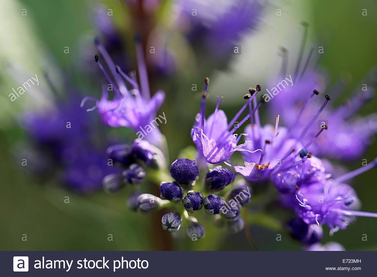 BLUE SPIREA FLOWERS, in South West France Stock Photo - Alamy