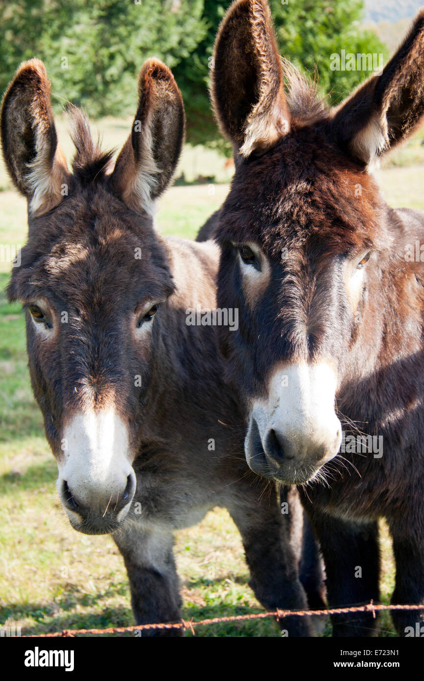 Donkey background hi-res stock photography and images - Alamy