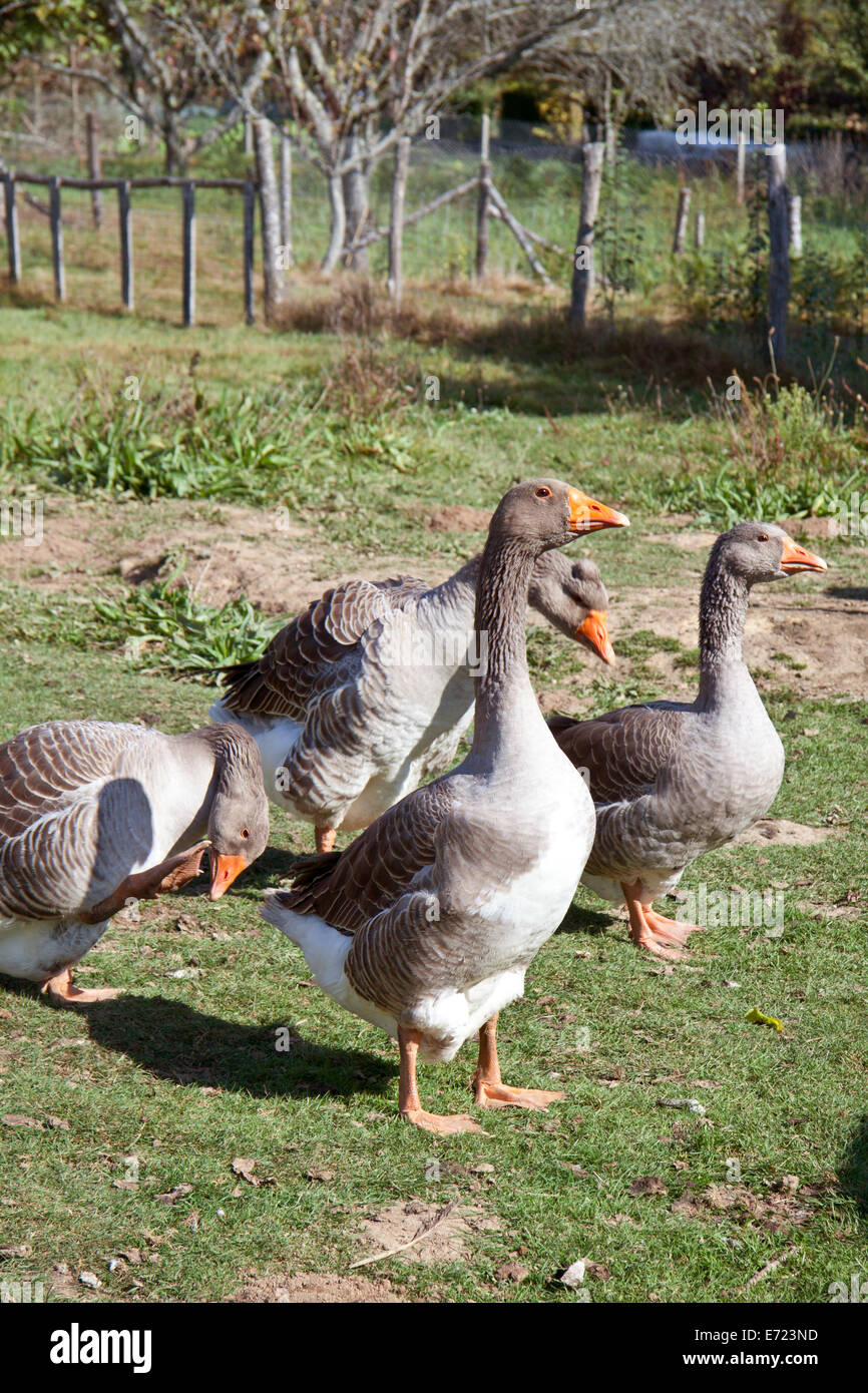 Group of geese in a garden for background use Stock Photo - Alamy