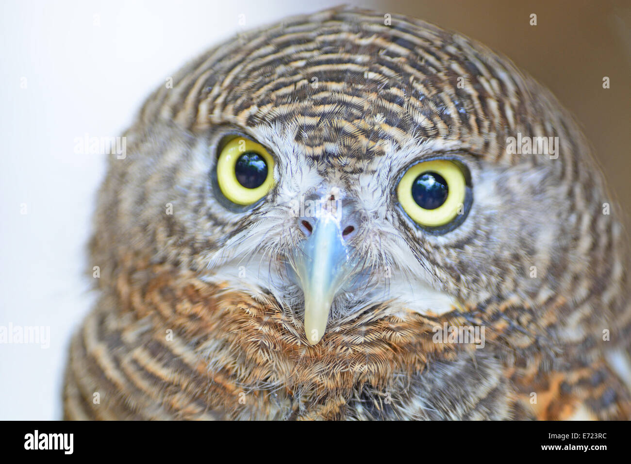Barred owlet hi-res stock photography and images - Alamy