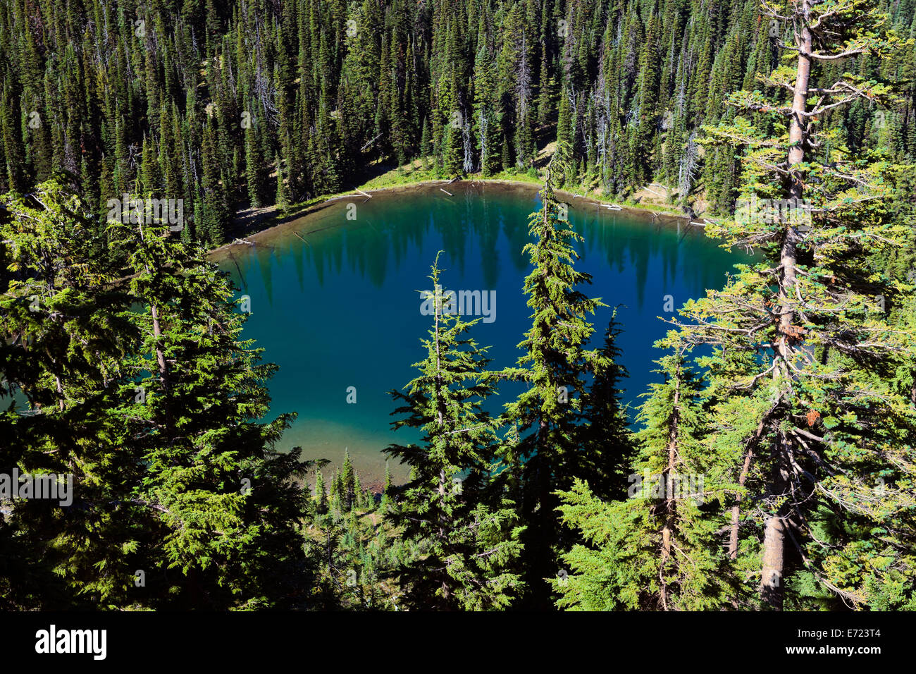 eye of forest Stock Photo - Alamy