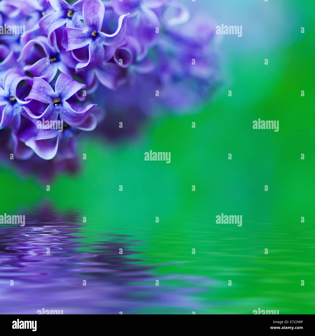 Lilac flowers background Stock Photo - Alamy