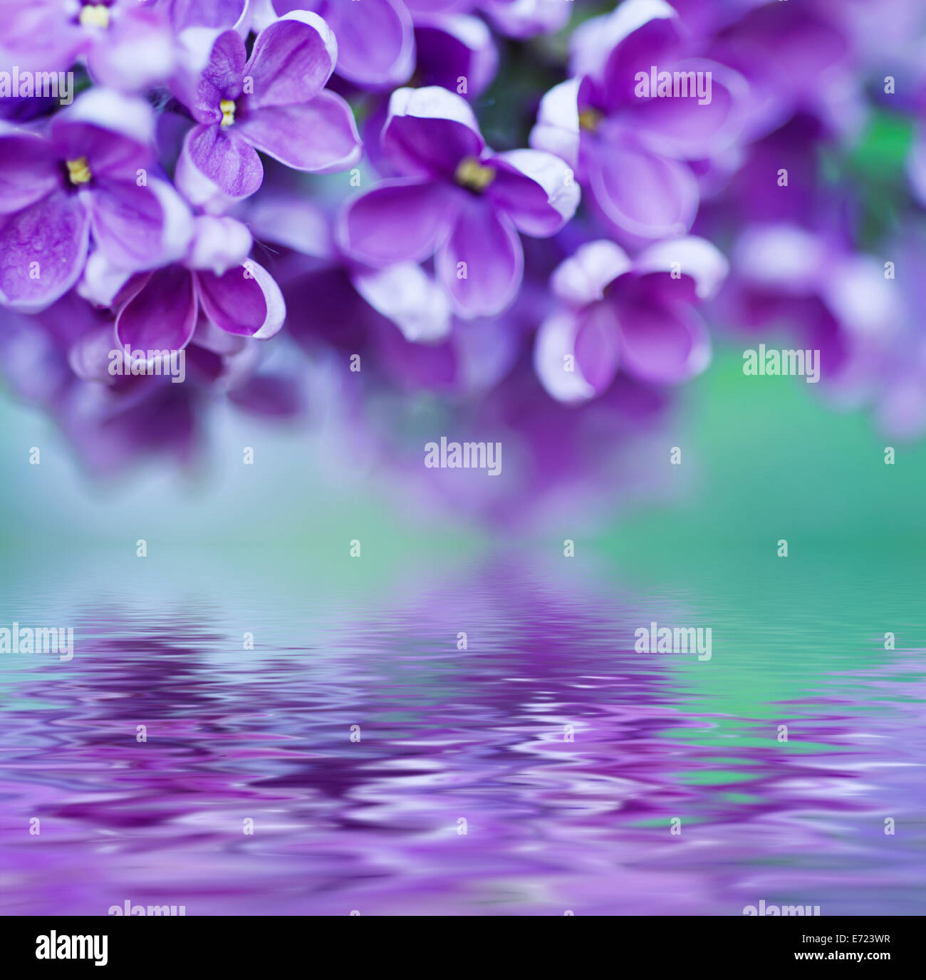 Lilac flowers background Stock Photo - Alamy