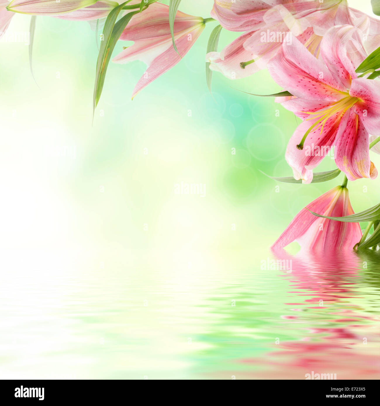 Pink lilies background Stock Photo - Alamy