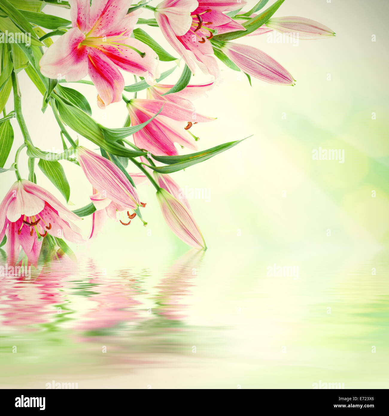 Pink lilies background Stock Photo - Alamy