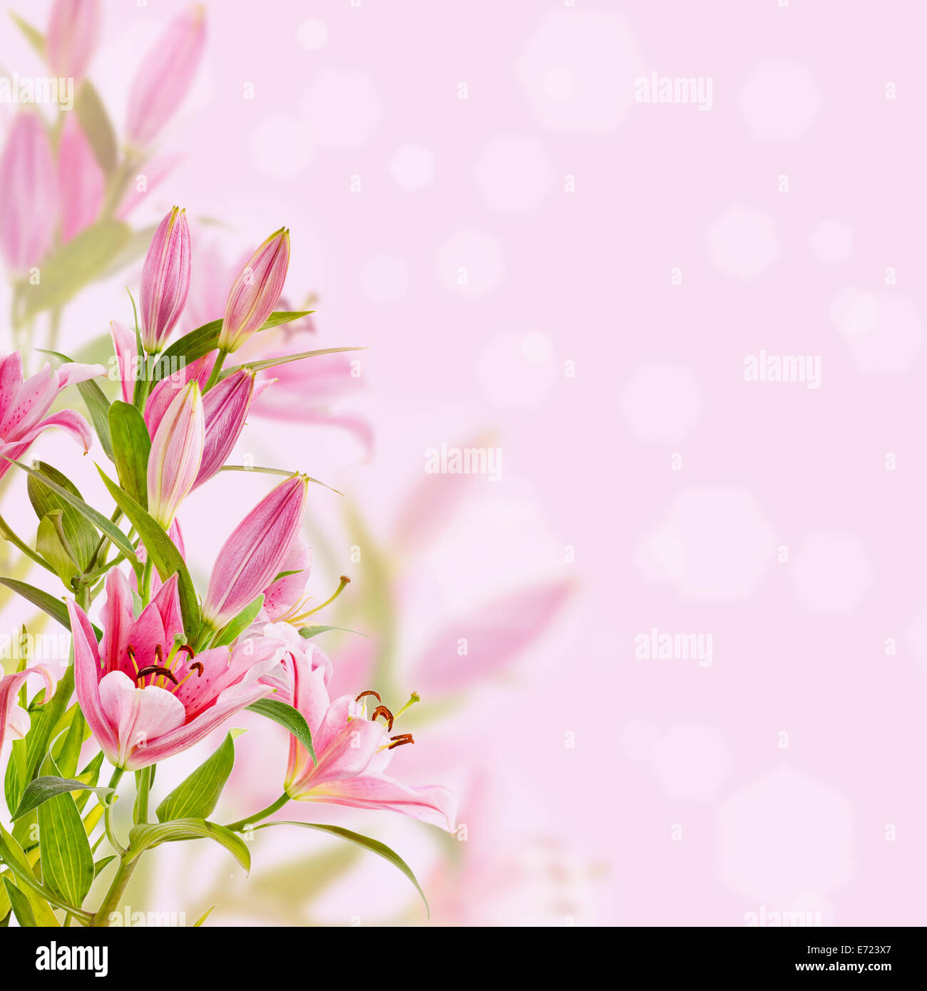 Pink lilies background Stock Photo - Alamy