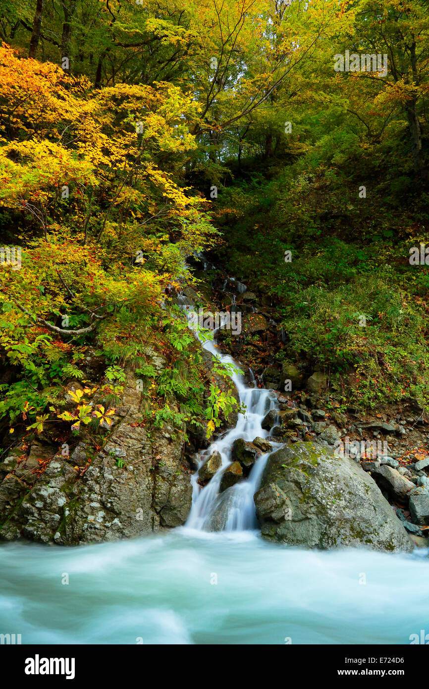 Shirakami sanchi forest, japan hi-res stock photography and images - Alamy