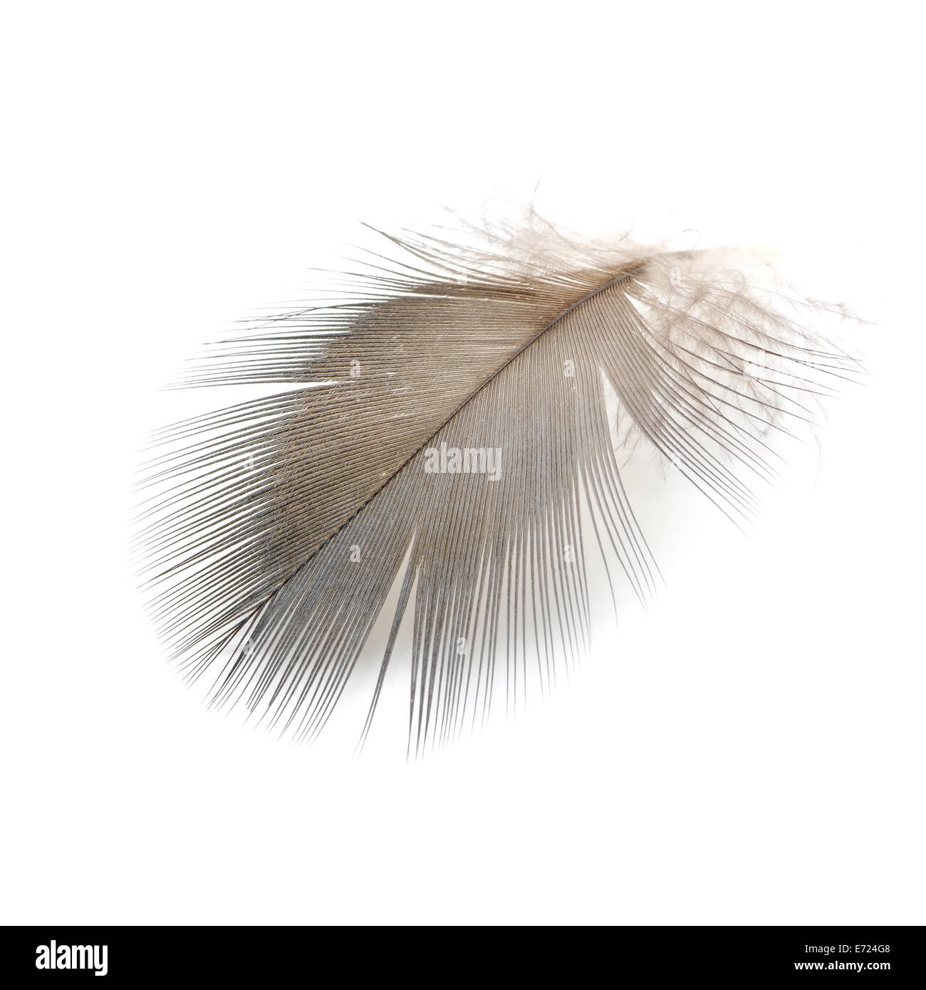 Bird feathers, isolated on a white background Stock Photo - Alamy