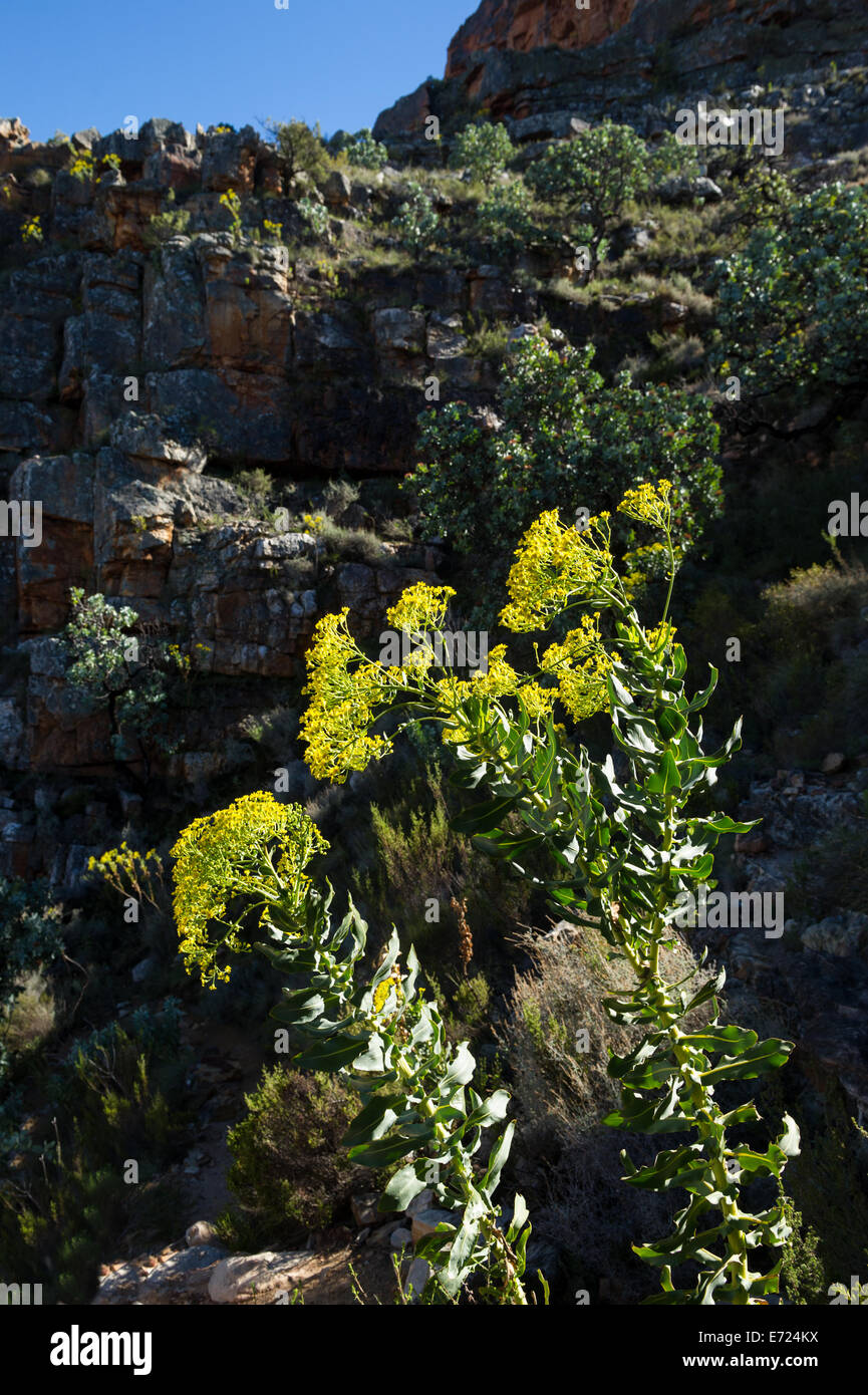 Wild flowers, Cederberg Wilderness, South Africa Stock Photo - Alamy