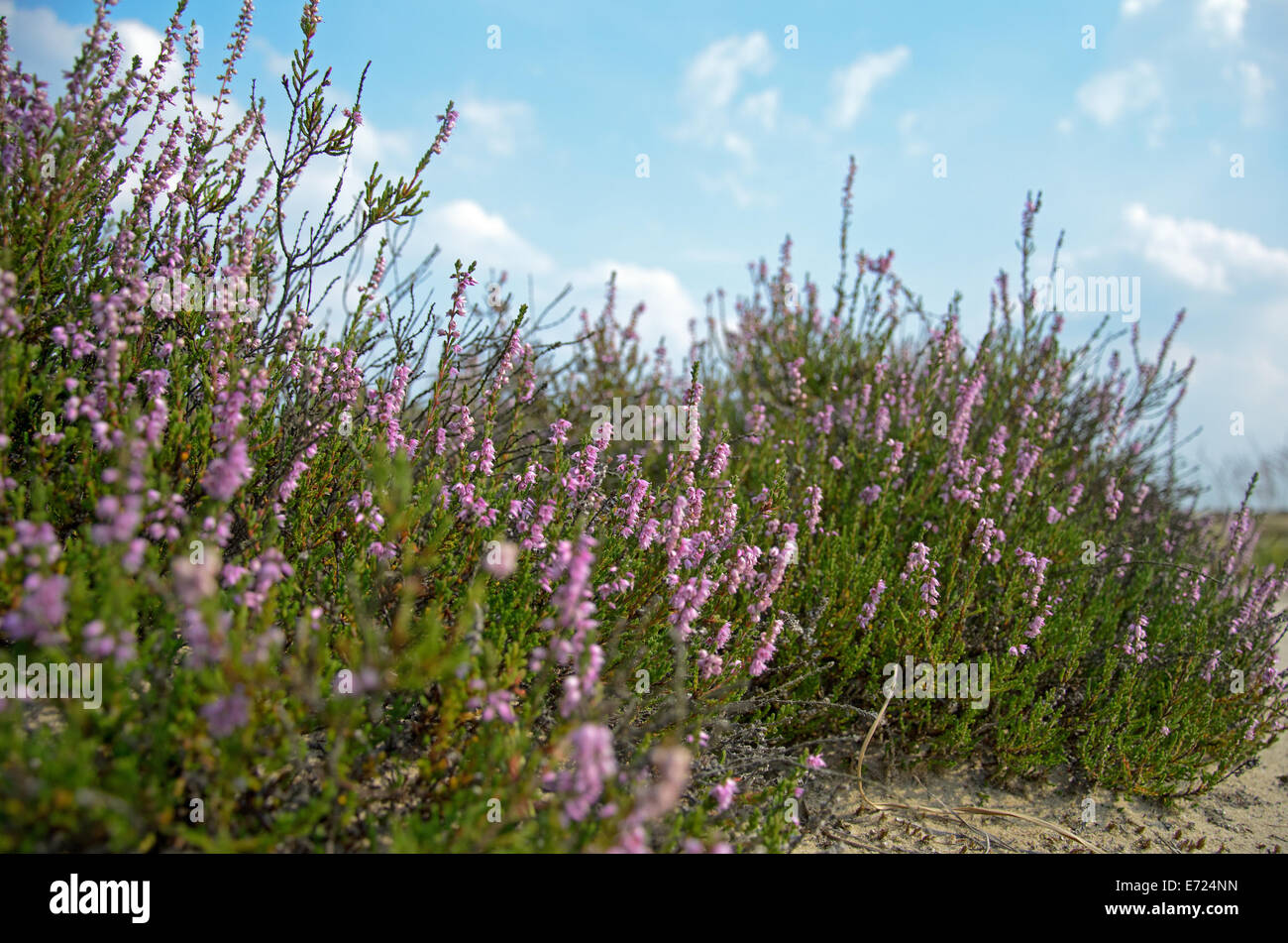 picture of flowering heathers autumn Stock Photo - Alamy