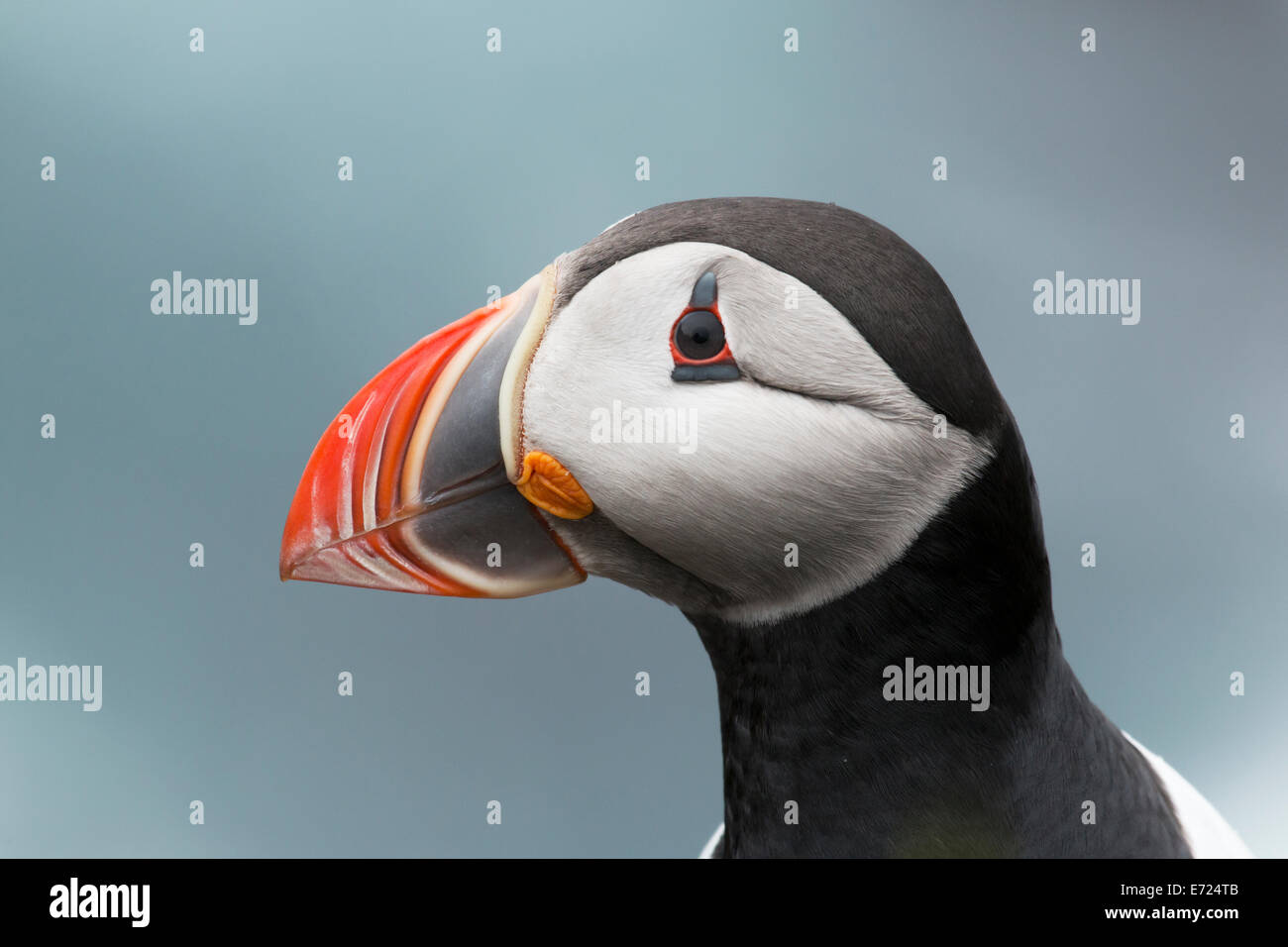 Puffin Head High Resolution Stock Photography and Images - Alamy