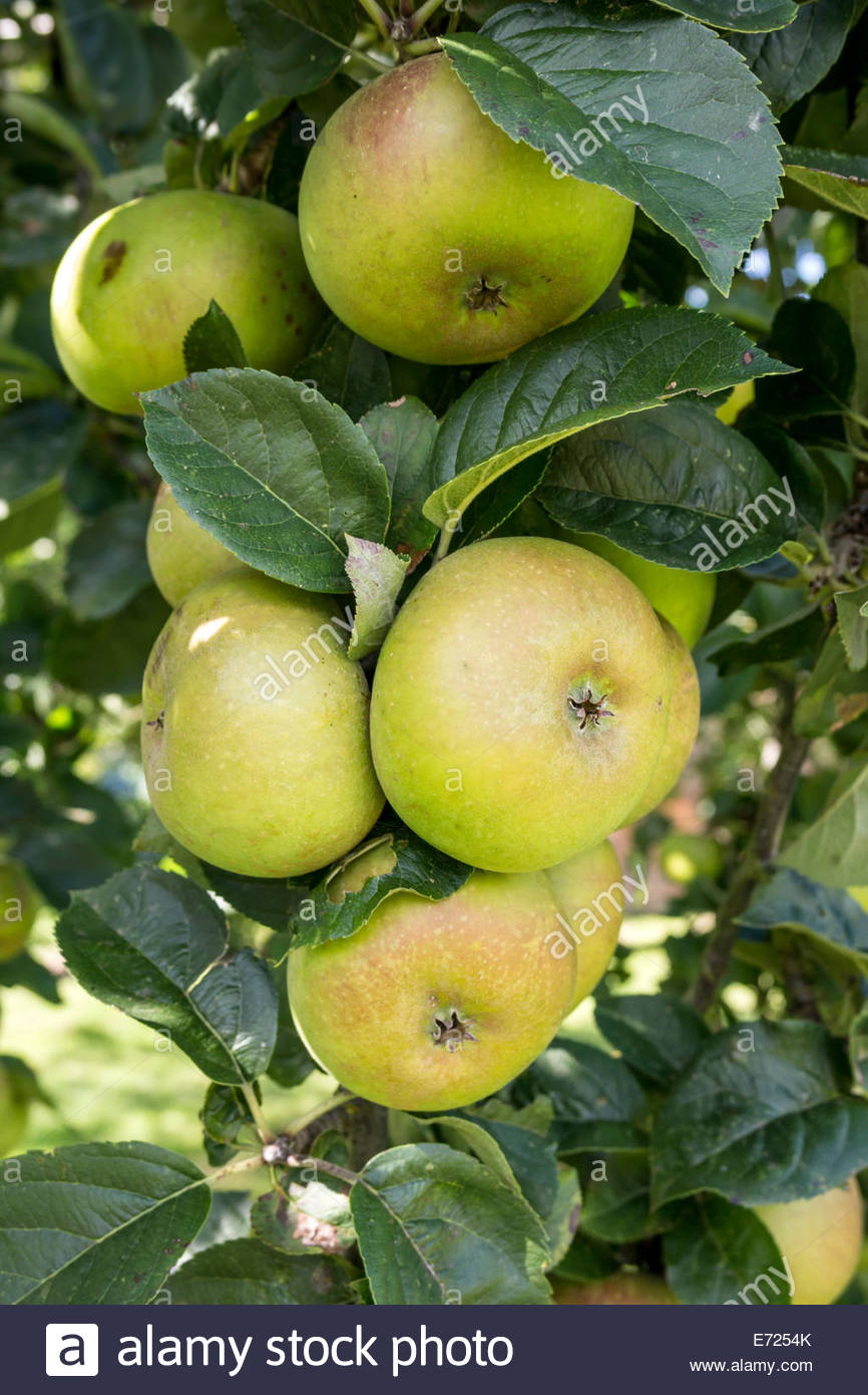 Apples Pippin Stock Photos & Apples Pippin Stock Images - Alamy