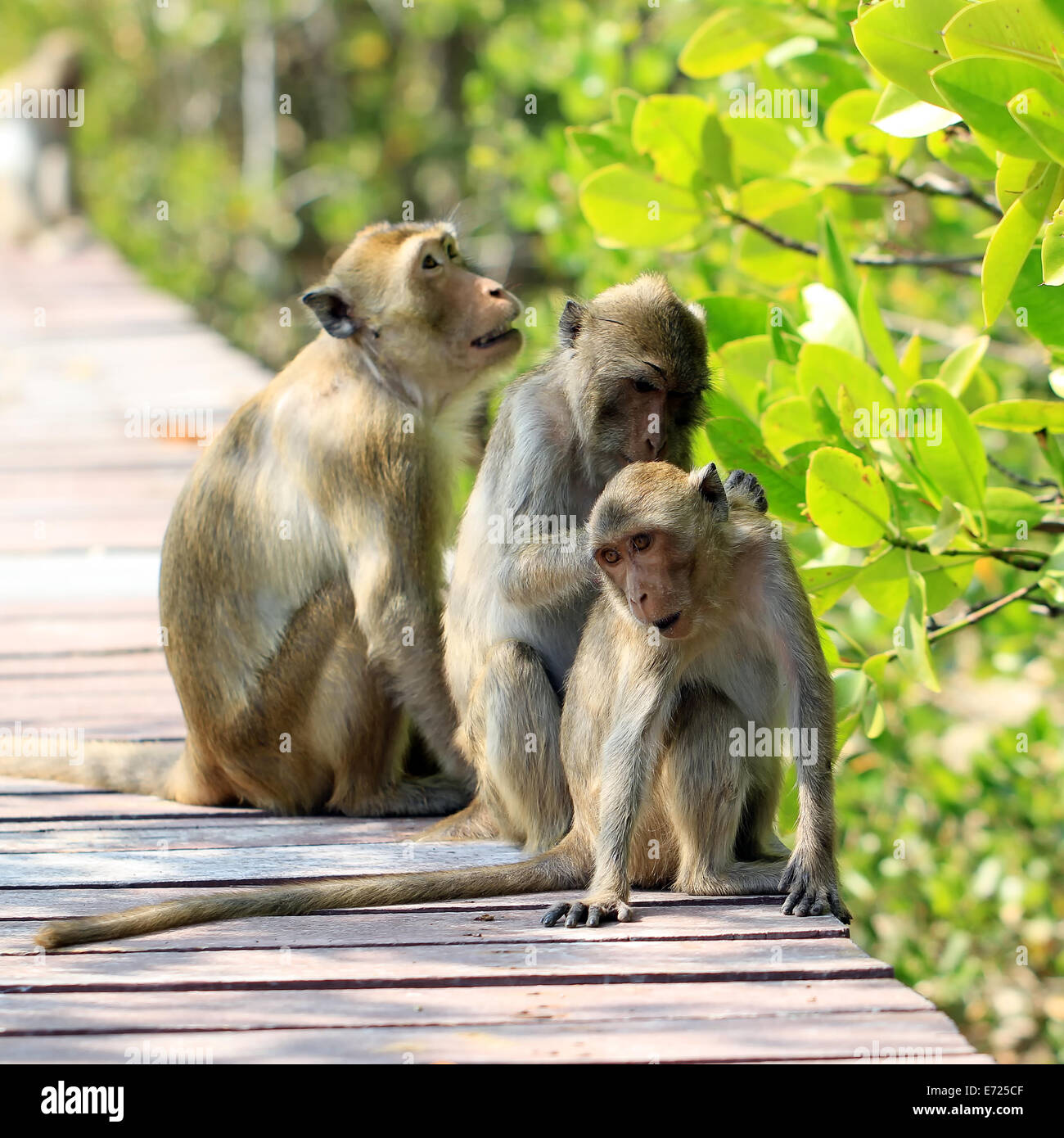 monkey family in nature Stock Photo - Alamy