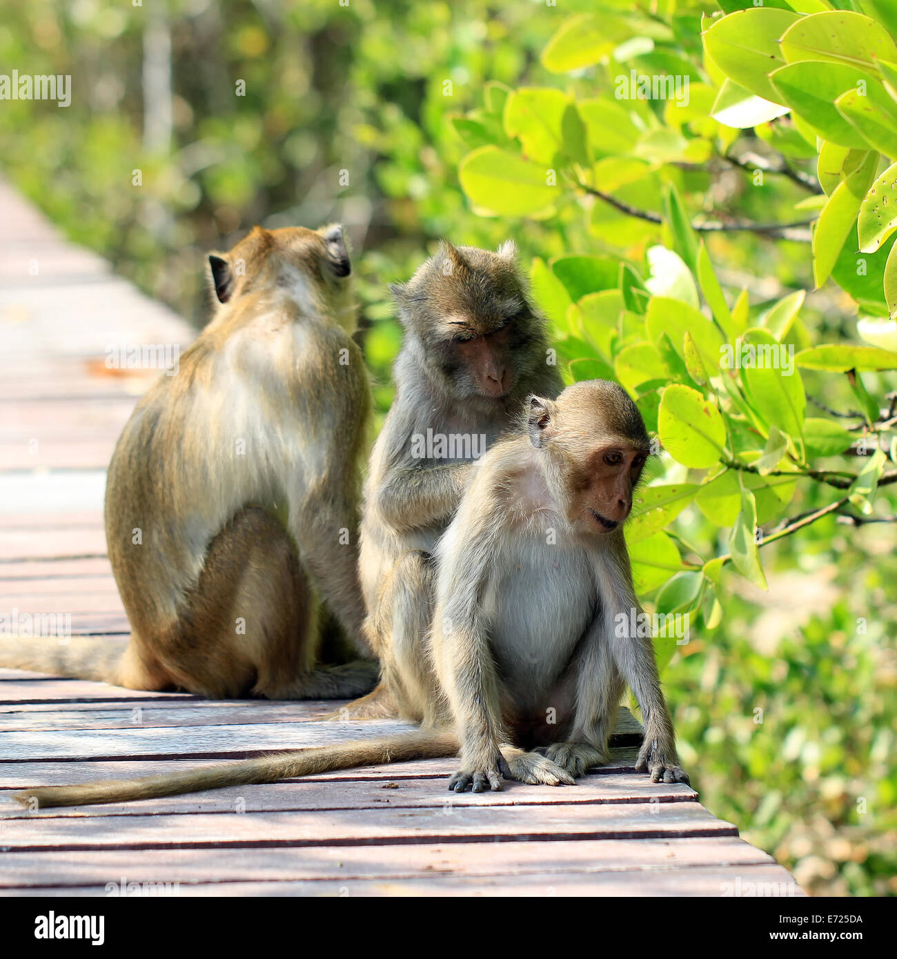 monkey family in nature Stock Photo - Alamy