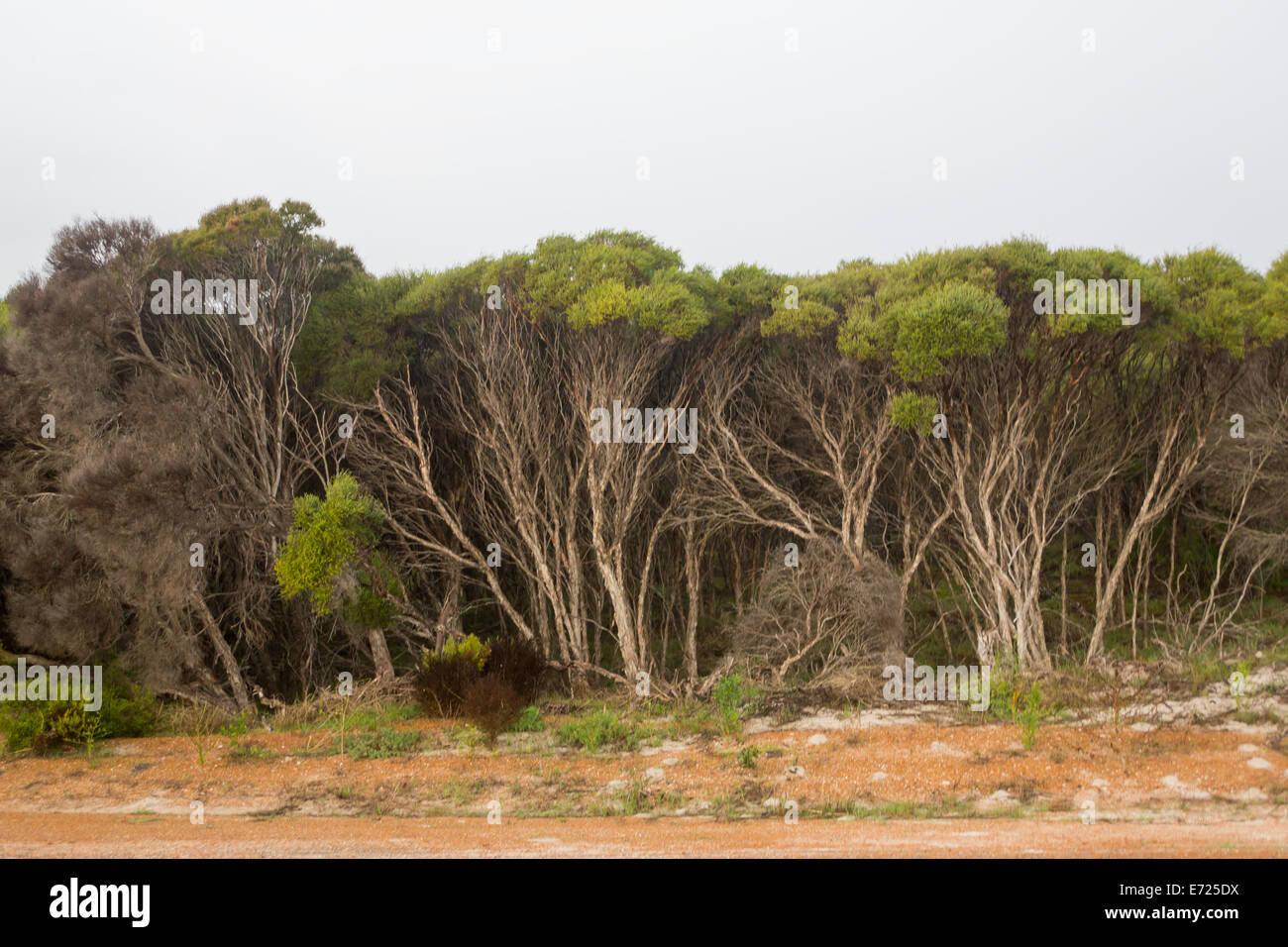 Dongara hi-res stock photography and images - Alamy