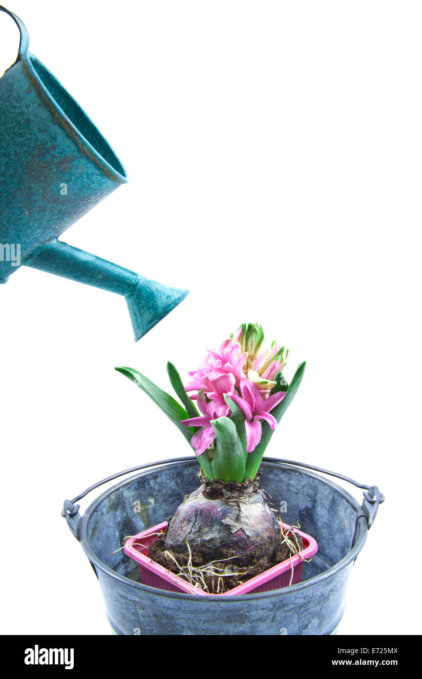 Hyacinth in a zinc bucket with watering can over white Stock Photo - Alamy