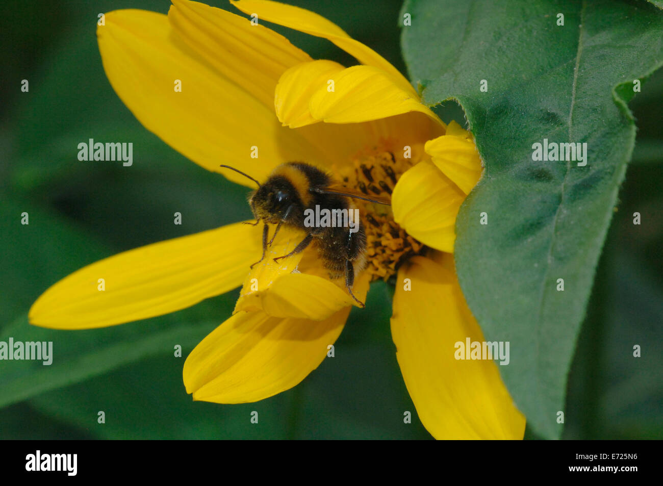 A Buff-Tailed Bumble Bee On A Yellow Helianthus Flower Stock Photo - Alamy
