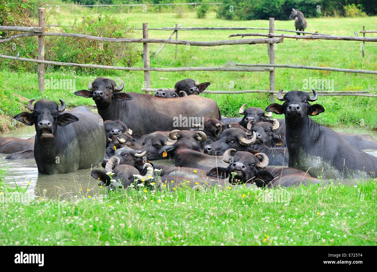 Water buffalo's in a pool Stock Photo - Alamy